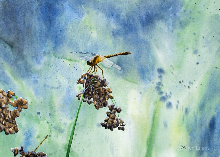 Stephen Emms Art Collection