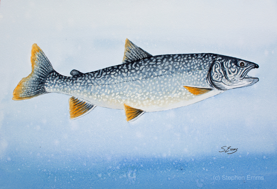 Stephen Emms Art Collection