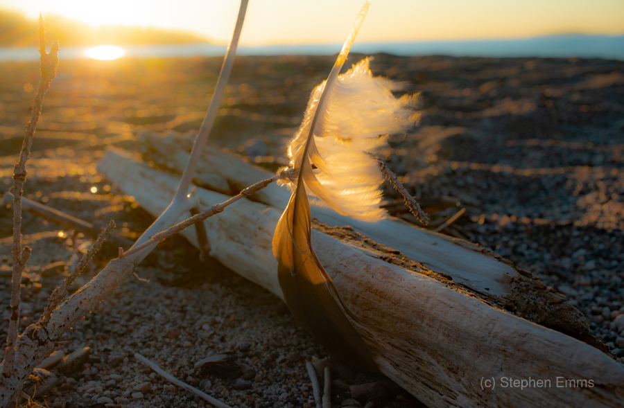 Stephen Emms Art Collection