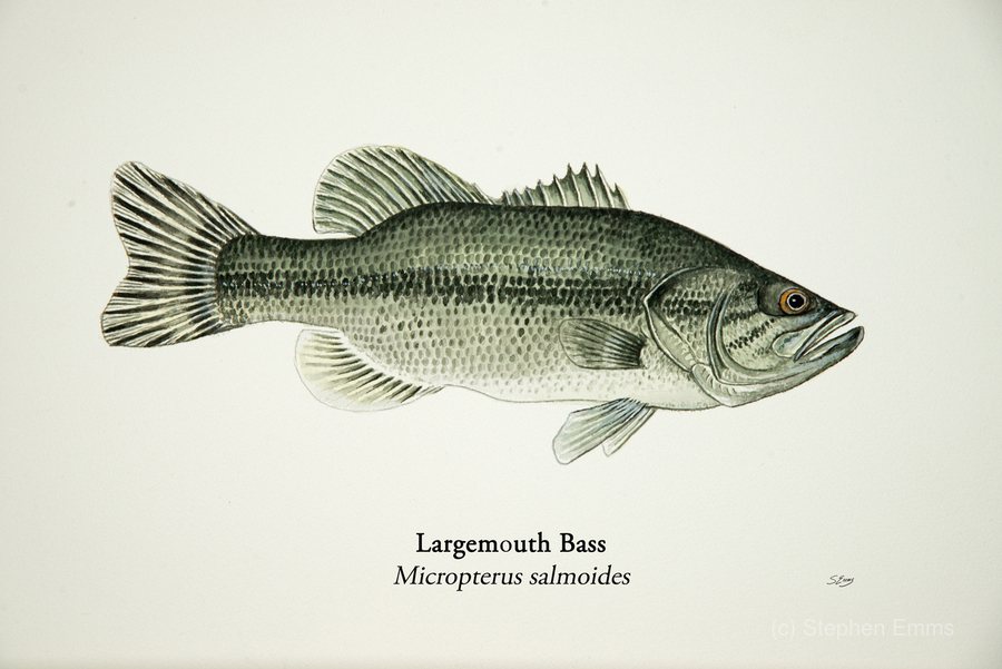 Stephen Emms Art Collection