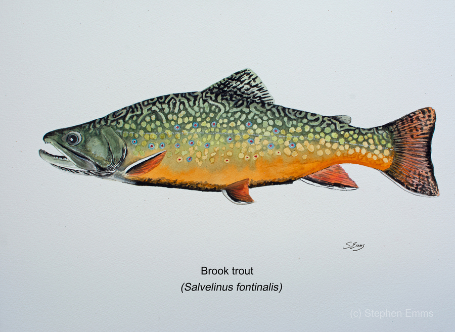 Stephen Emms Art Collection