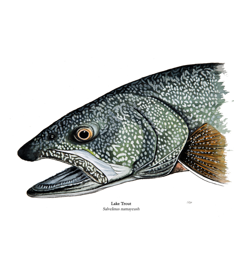 Stephen Emms Art Collection