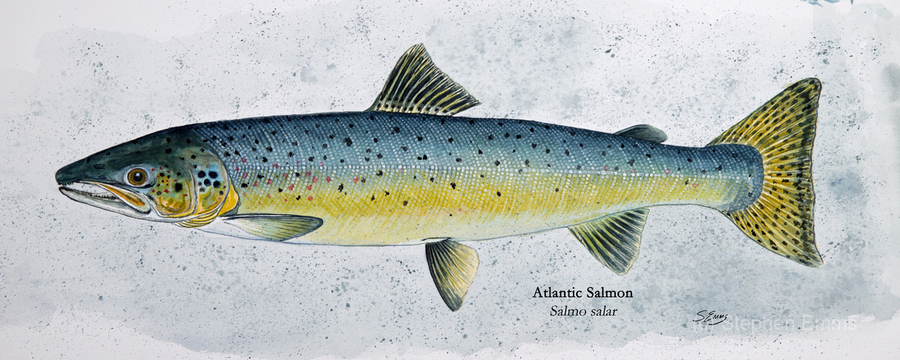 Stephen Emms Art Collection