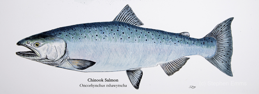 Chinook Salmon Painting by Stephen Emms Wall Art