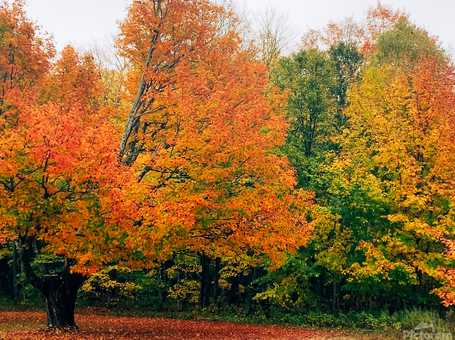 Grand Sable Lake Fall Tree by Cheryl Wiescamp Wall Art