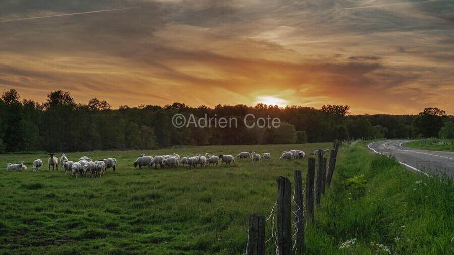 In the sunset by Adrien Cote Wall Art