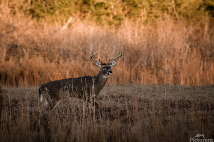Whitetail Buck by Taylor Burson Wall Art