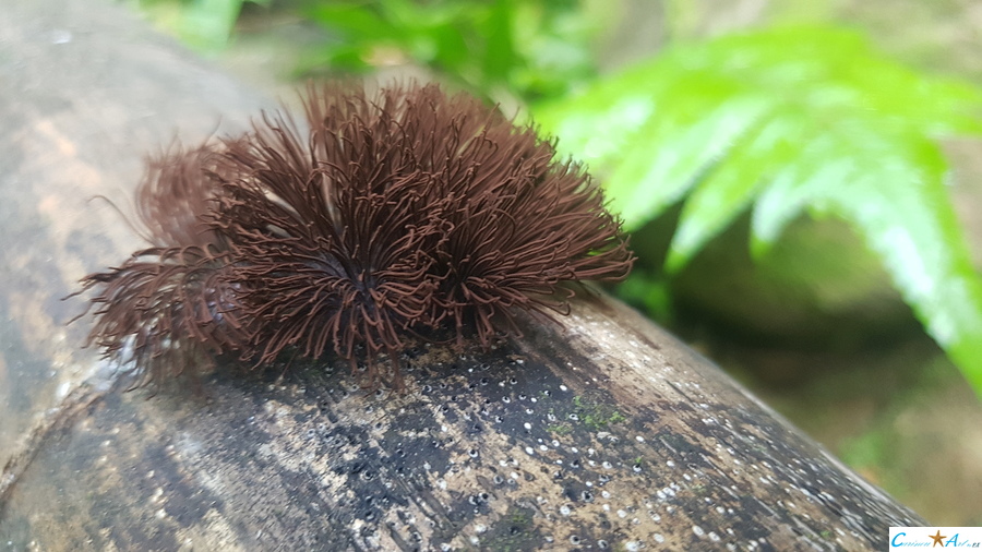 disheveled by Carinou Art Wall Art