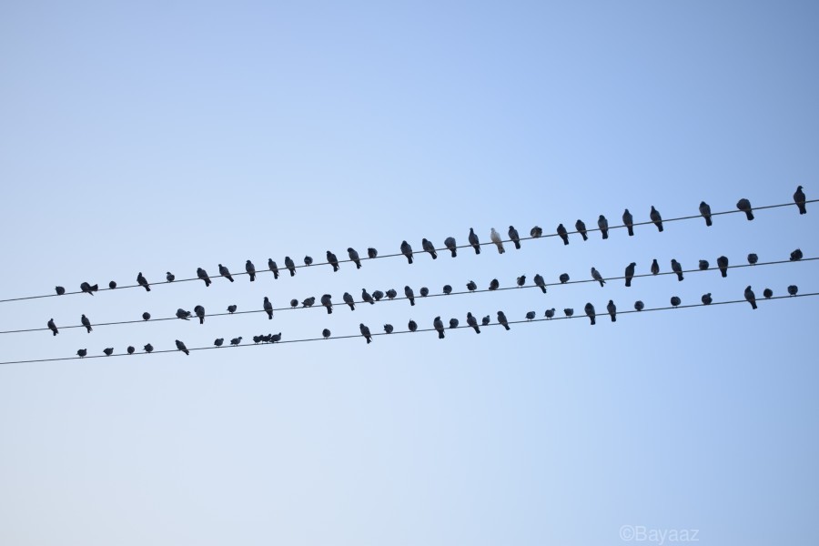 Birds Assembly by Photopoet Wall Art
