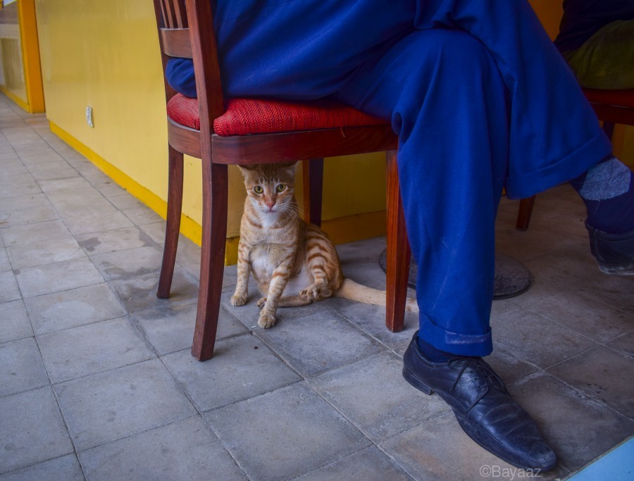 Under the Chair by Photopoet Wall Art