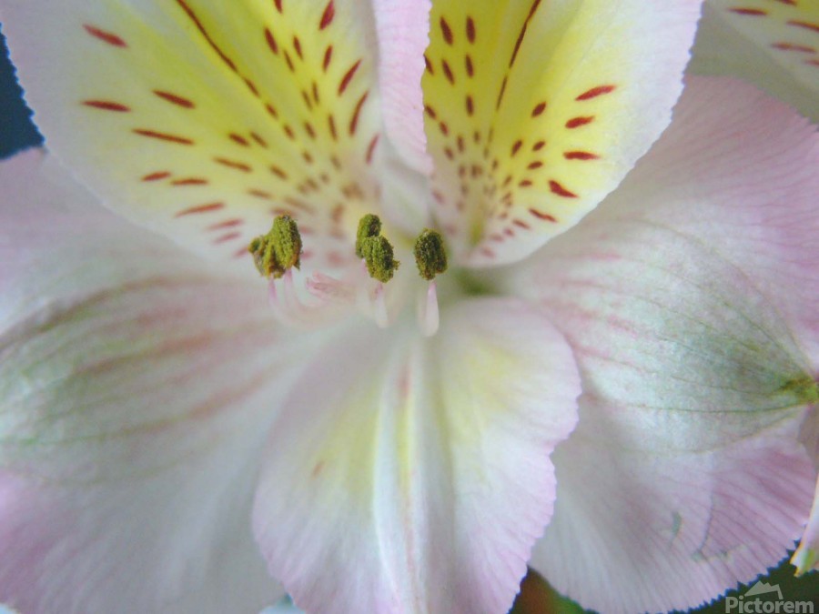 Pastels by Lisa Bates Wall Art