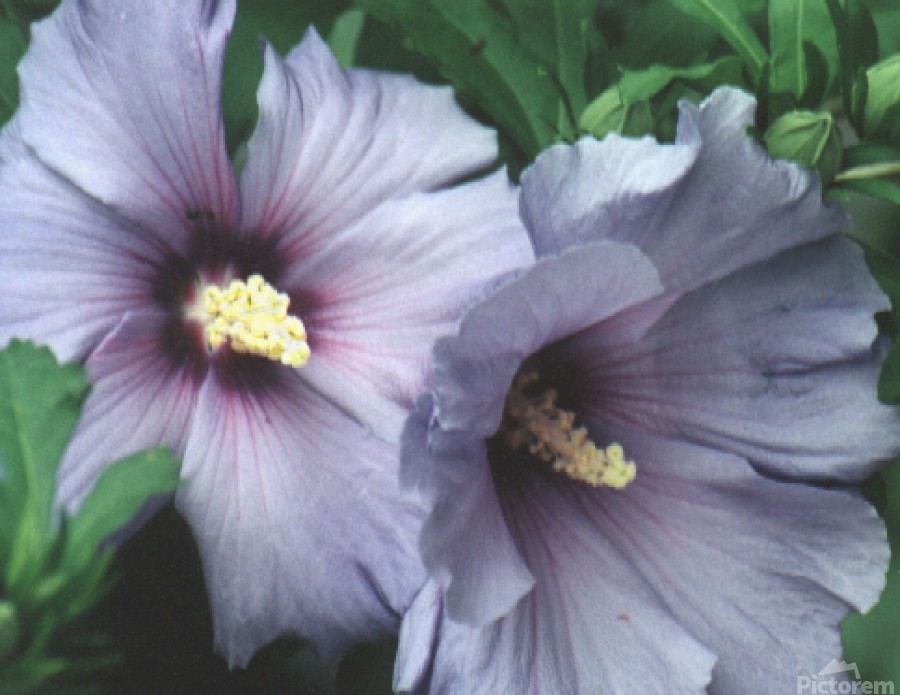 Rose of Sharon by Lisa Bates Wall Art