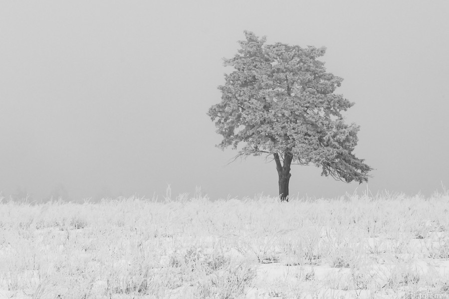 Visual Isolation BW by Garald Horst Wall Art