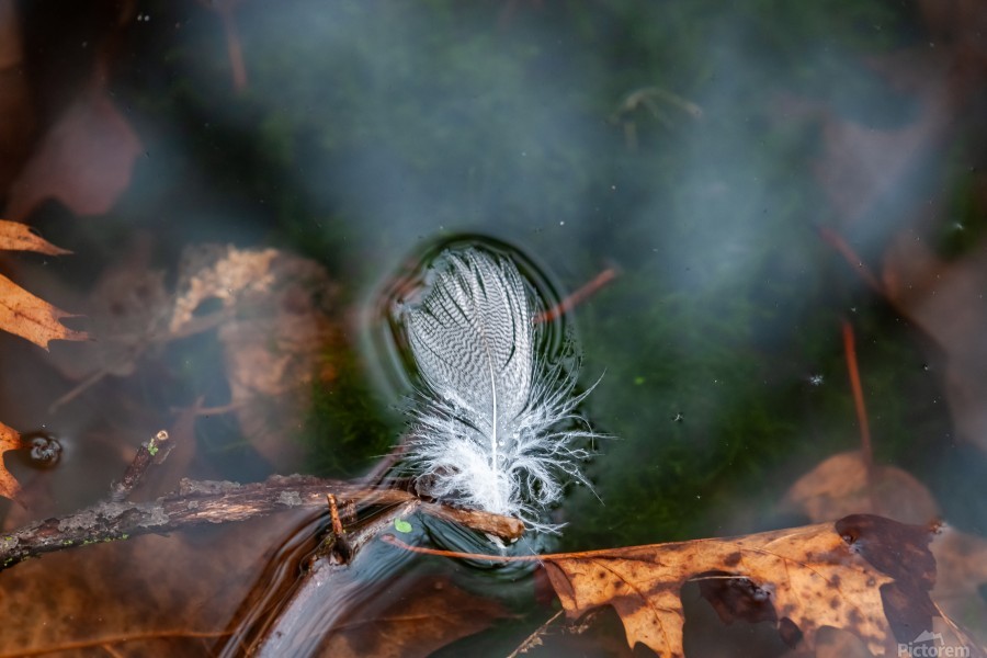 Frozen Surface Tension by Garald Horst Wall Art