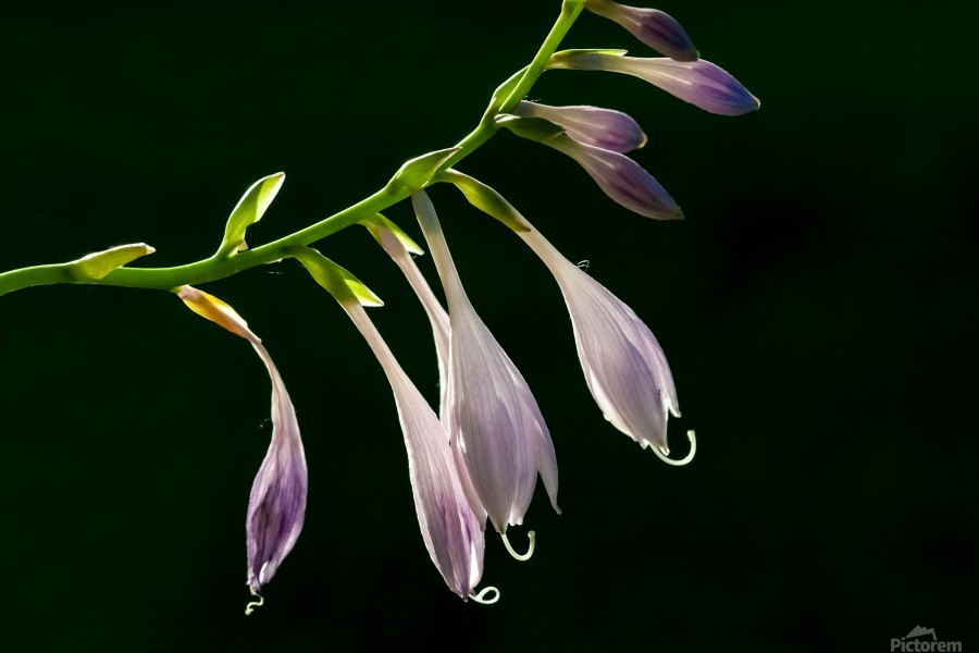 All Ages by Garald Horst Wall Art