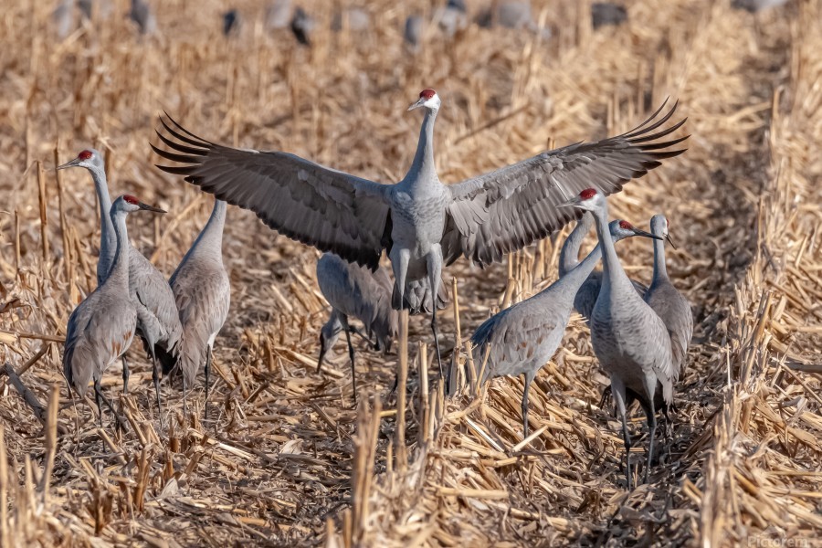 The Flasher by Garald Horst Wall Art