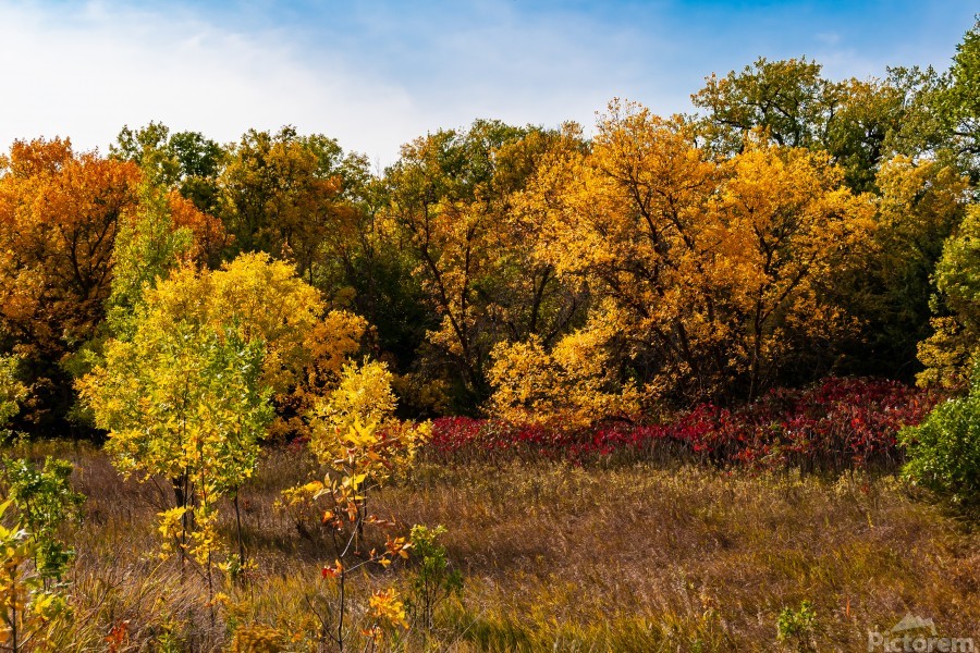 Ash And Sumac Fall Colors by Garald Horst Wall Art