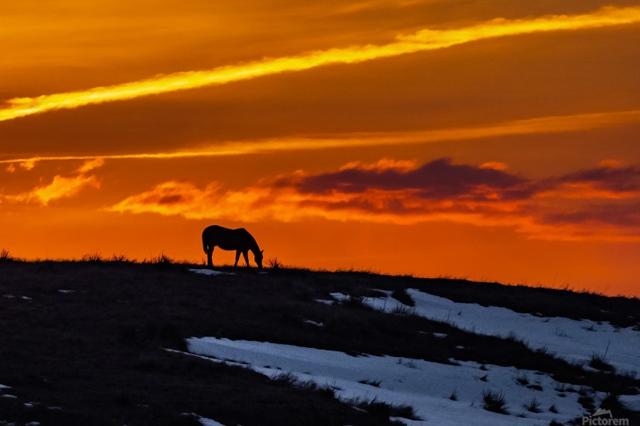 Sunrise Grazing Horse by Garald Horst Wall Art