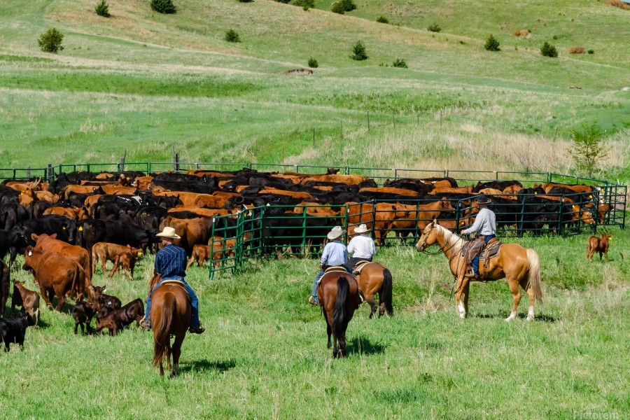 Almost In The Pen by Garald Horst Wall Art