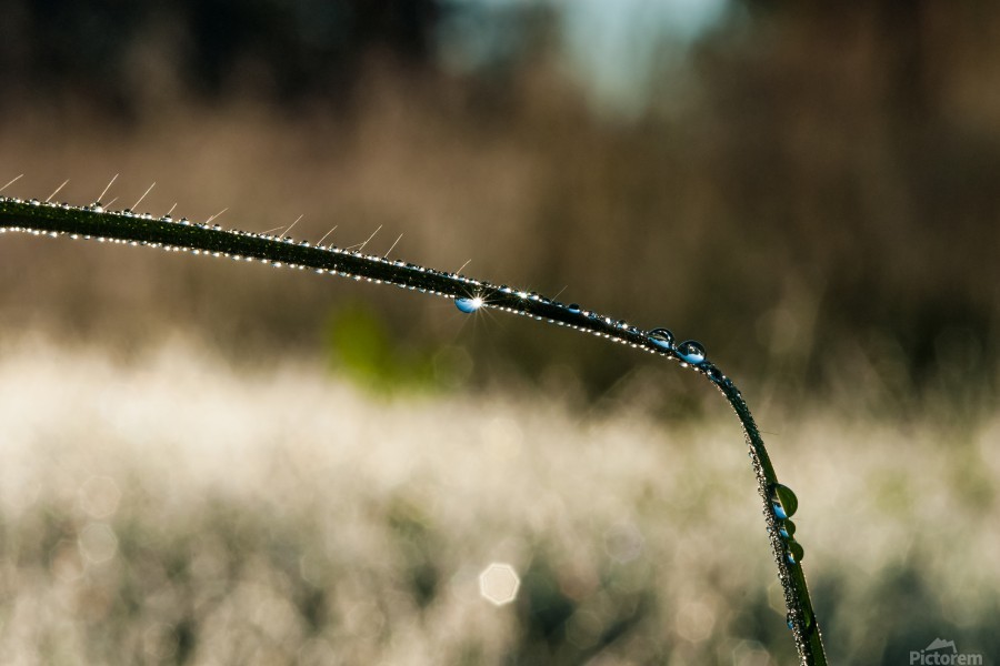 Hydathode Guttation by Garald Horst Wall Art