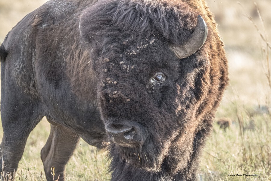 Bison Side eye by Susan Diann Photography Wall Art
