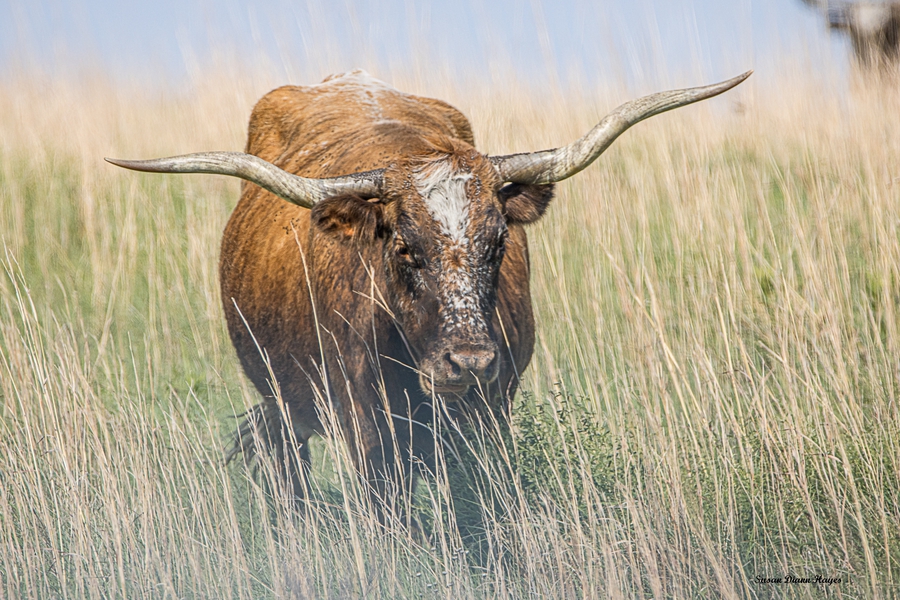 Posey On A Misson by Susan Diann Photography Wall Art