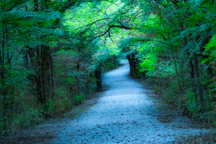 Pathway Series-2 Bison Lookout by Susan Diann Photography Wall Art
