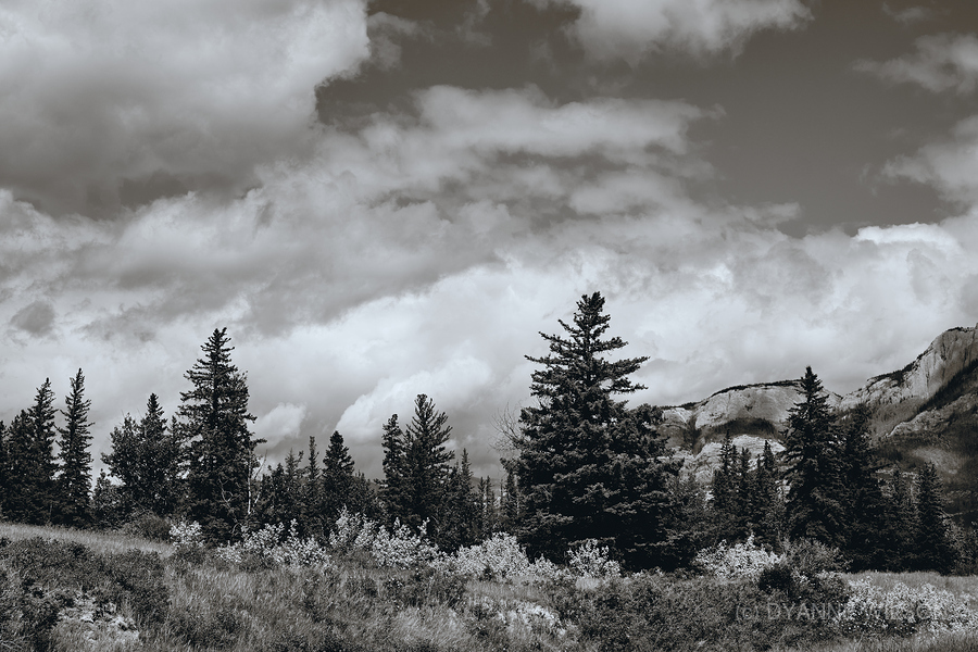 Jasper National Park by DYANNE WILSON Wall Art