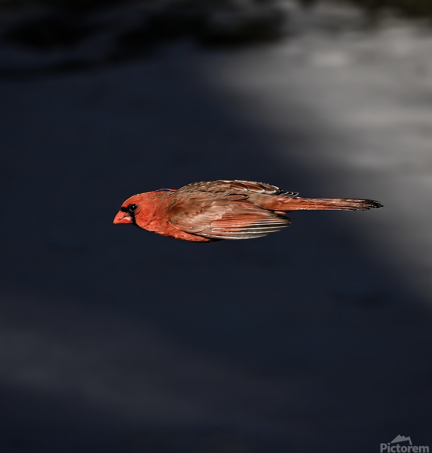 Cardinal Rocket by Jules Claude Gagnon Wall Art