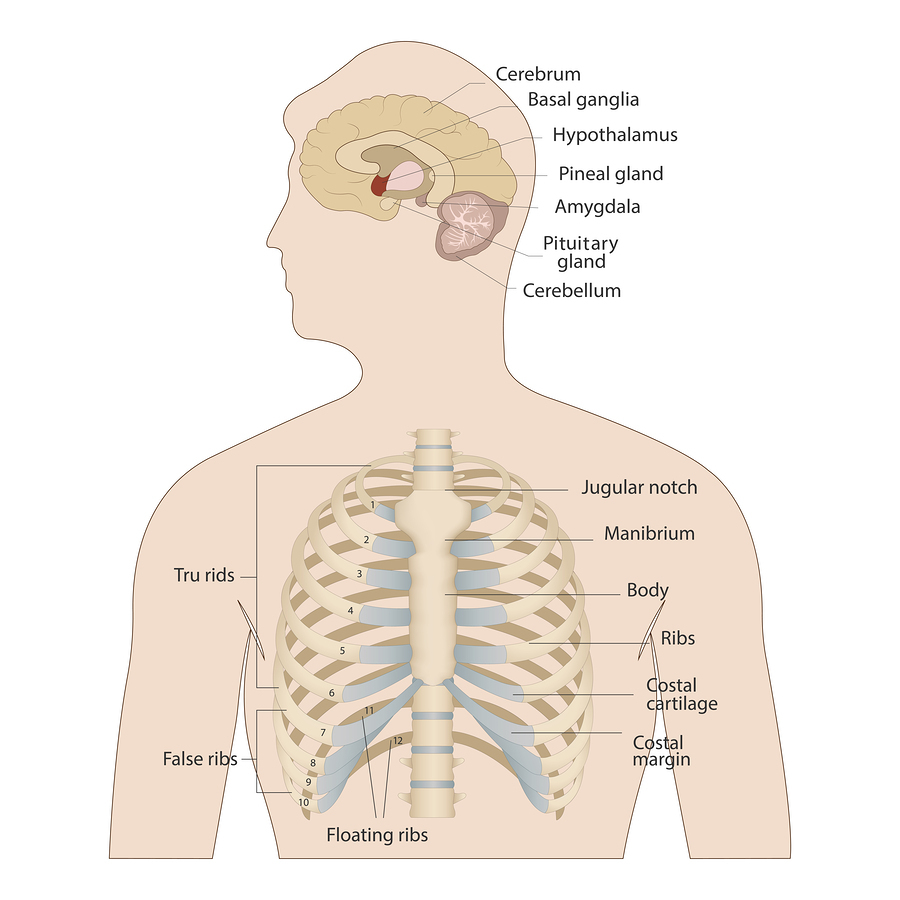 Bones of the human chest by Point Art Wall Art