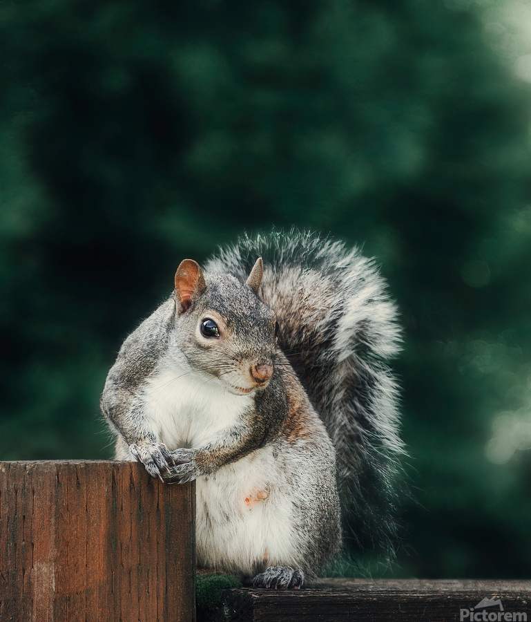 Posing Squirrel by Erin Kirsten Wall Art