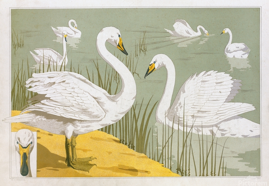Cygne sauvage [1897] by Maurice Pillard Verneuil [1869–1942] by ...