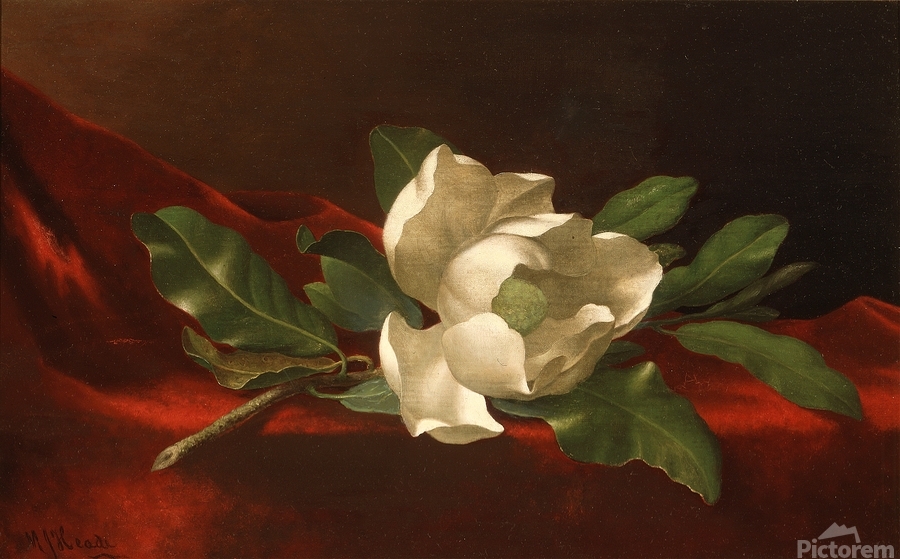 Magnolia [c. 1885–95] by Martin Johnson Heade [1819–1904] by ...