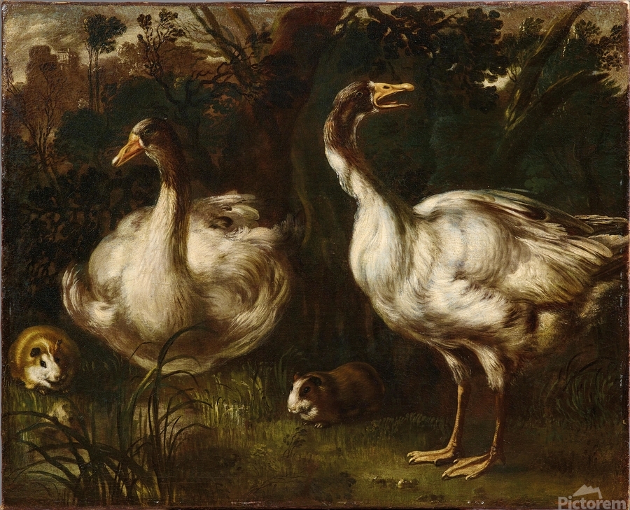 Ducks and Guinea Pigs [17th Century] by Emilian School [16th–18th ...