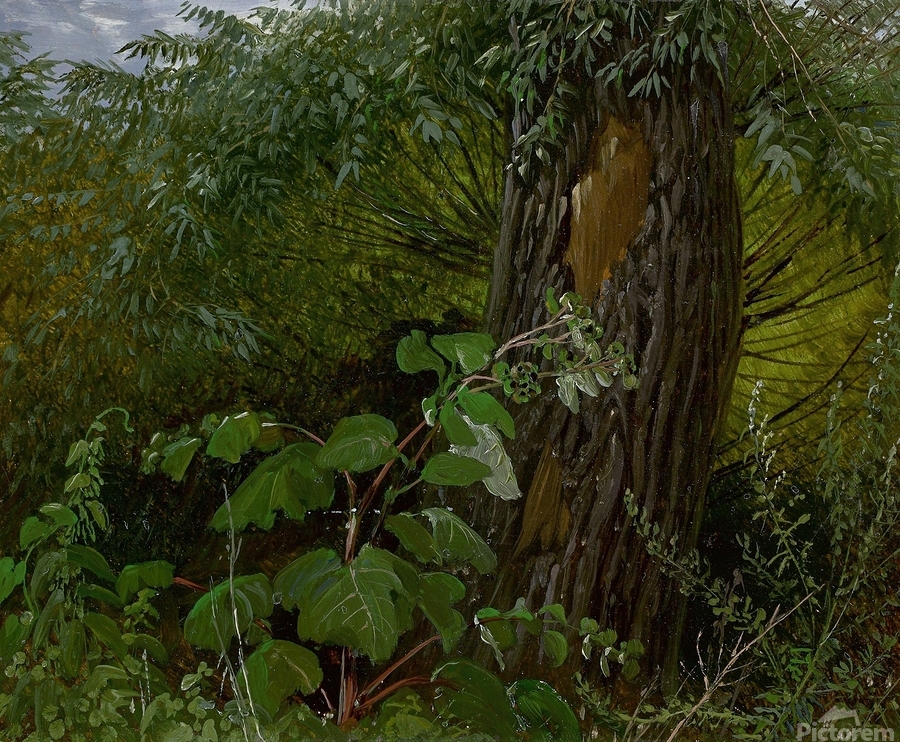Willow trunk with undergrowth [circa 1820] by Carl Gustav Carus [1789 ...