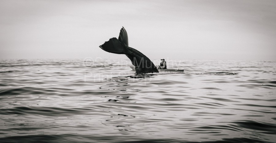 Whale SeanMurphyPhoto by Sean Murphy Print Shop Wall Art