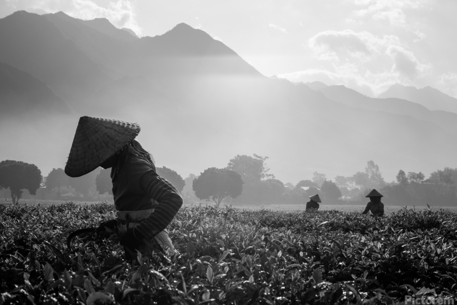 Vietnam tea workers by Pics of Asia Wall Art