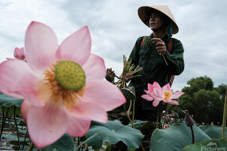 Lotus flower picker by Pics of Asia Wall Art