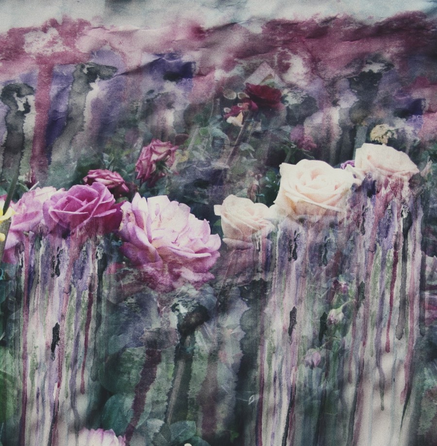 Roses by Heitor Magno Wall Art