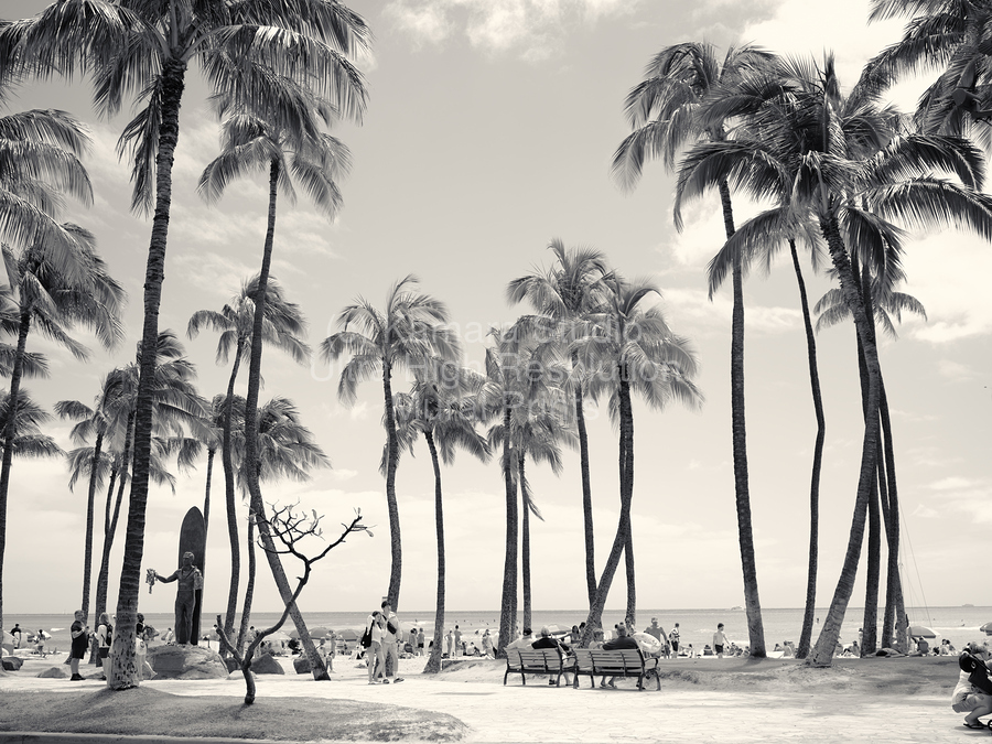 Hawaii Palms BW II by Kamara Studio Ultra High Resolution Mural Prints ...