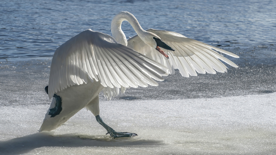 Swan on Guard by Jim Radford Wall Art