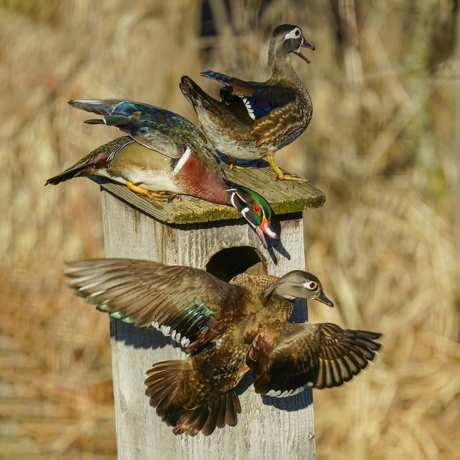 Wood duck squabble by Jim Radford Wall Art