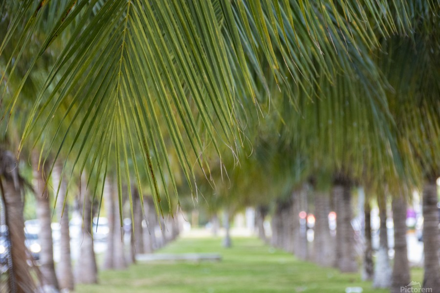 Palm trees by Mr Rivera Wall Art