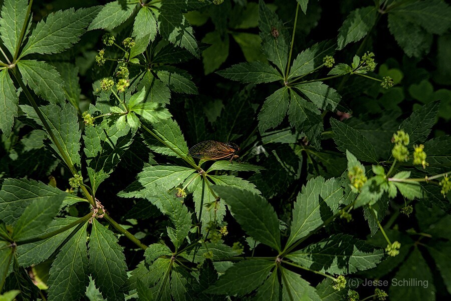 2024 Portfolio 5 by Jesse Schilling Wall Art