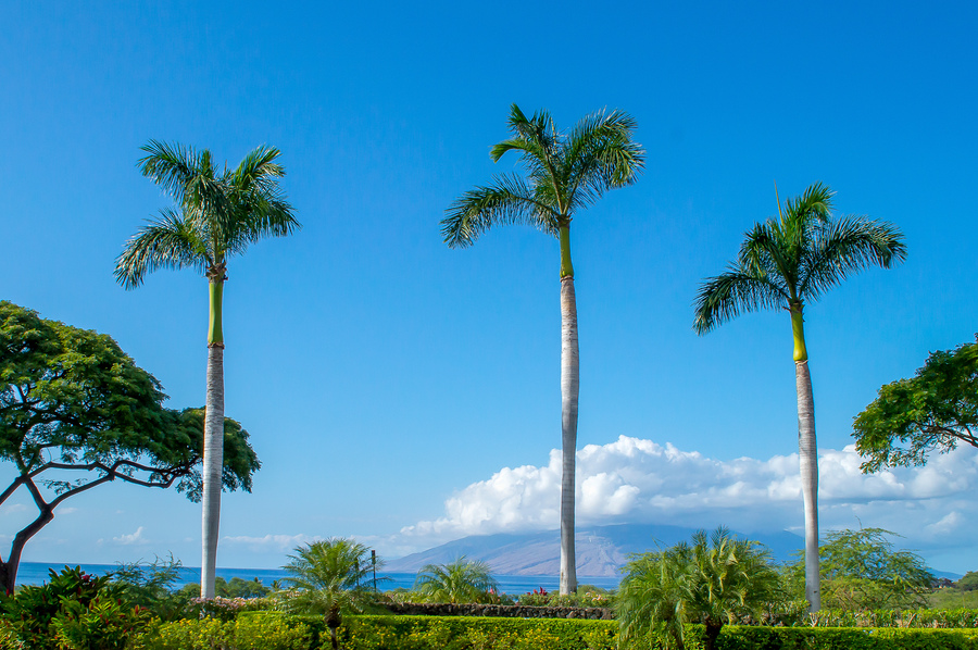 Hawaian Three Palms by Coastal Palms Media Wall Art