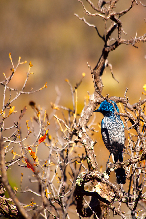 541 Bird in Colorado Tree No1 by J Kimo Williams Wall Art