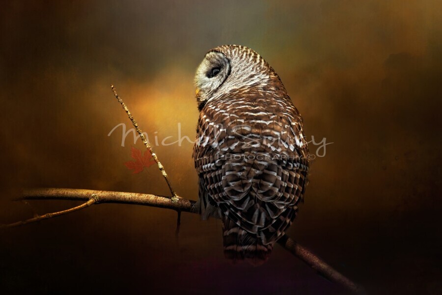 Textured Strix Varia by Michel Soucy Wall Art