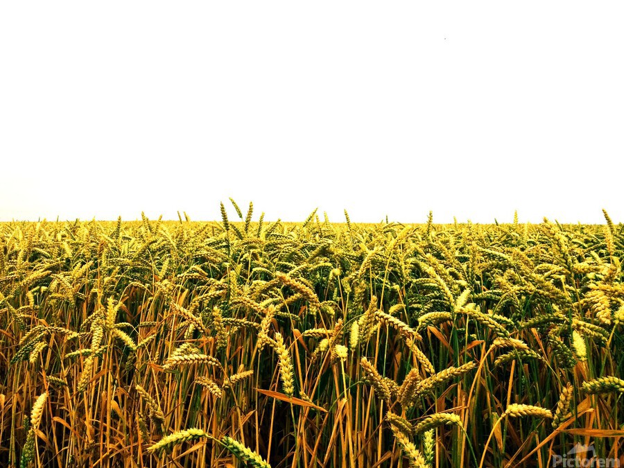 Out in the field par Nicholas Thomas Del Franco