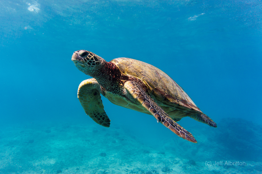 Sea Turtle Glide by Jeff Albritton Wall Art