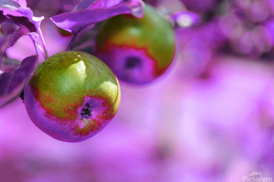 Apples Infrared Purple by ASAR STUDIOS Wall Art